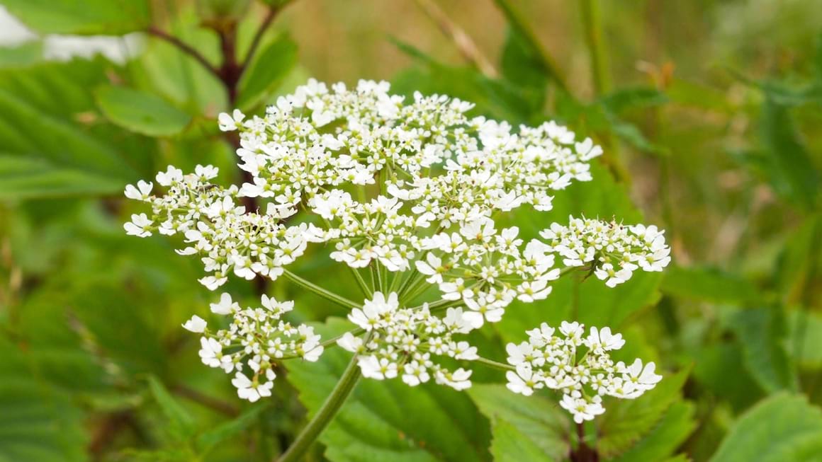 Hasmațuchi, asmățui și alte denumiri înrudite - un condiment cu multe ...