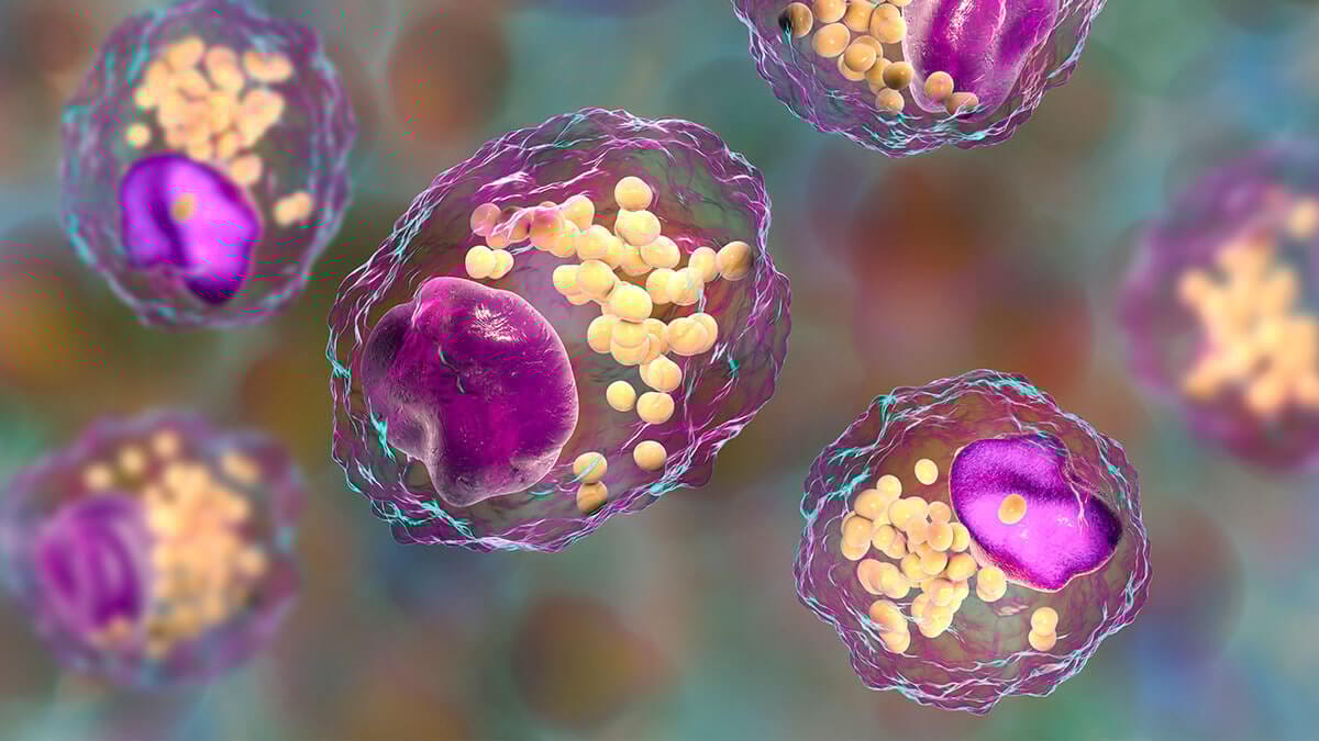Lipidele sangvine: ce sunt, de cate tipuri sunt, ce roluri au in ...